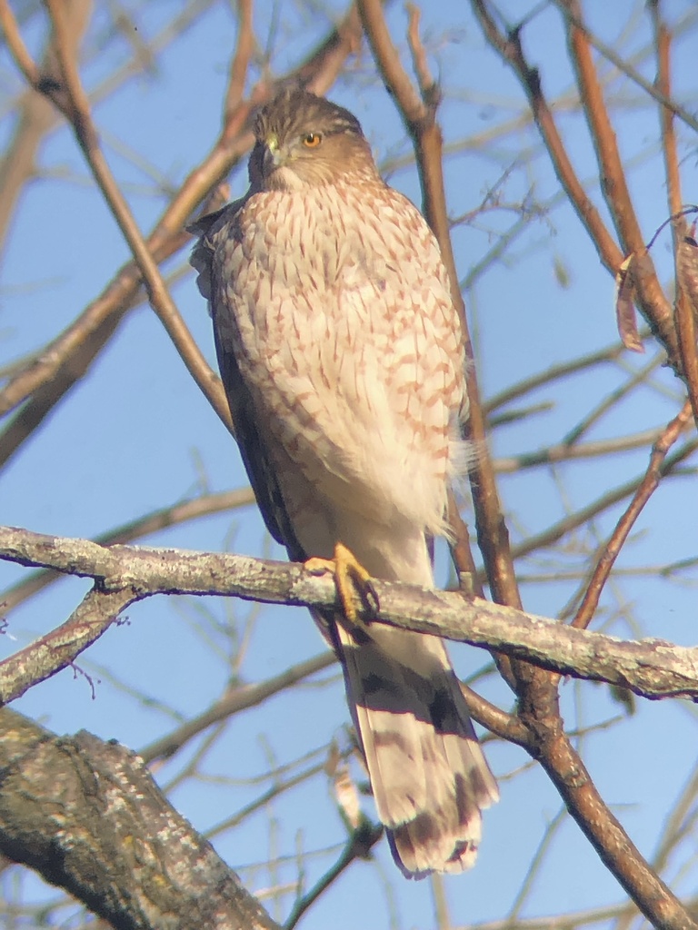 Cooper's Hawk from Calvert Vaux Park, New York, NY, US on February 6 ...