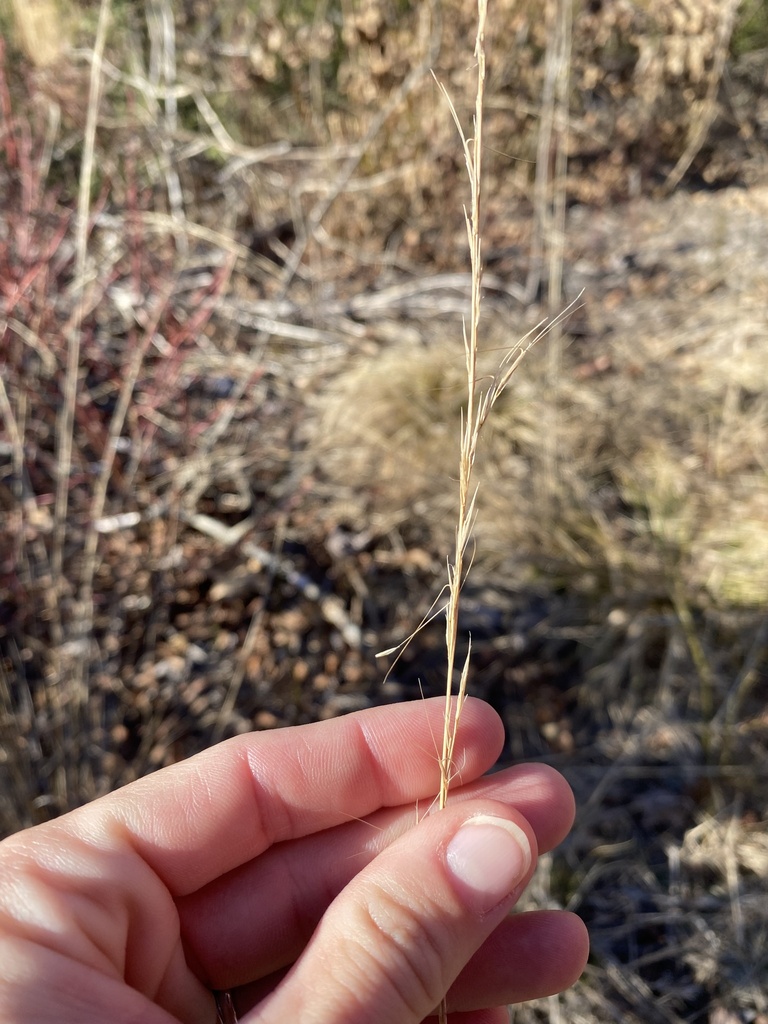 Arrowfeather Threeawn from Church View, VA, US on February 6, 2024 at ...