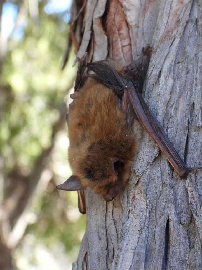 Fringed Myotis from Saltillo, Coah., México on February 3, 2024 at 01: ...