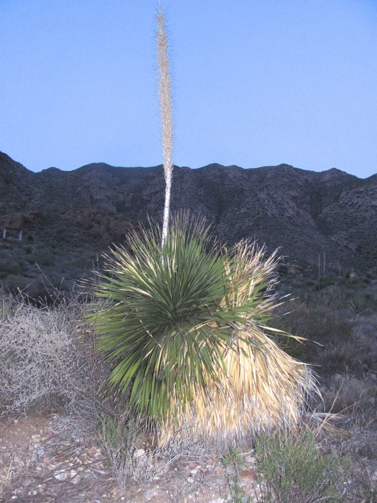 Wheeler sotol from Franklin Mountains SP, El Paso Co., TX on April 5 ...