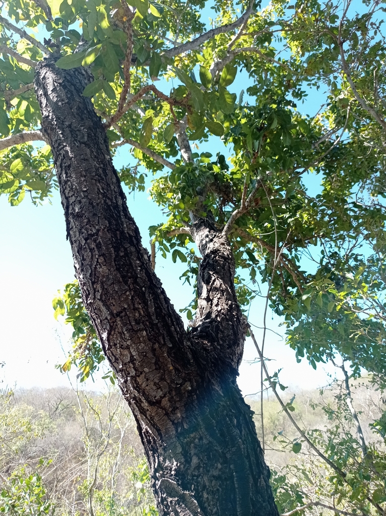 Honduras Mahogany in February 2024 by Eber Barraza · iNaturalist