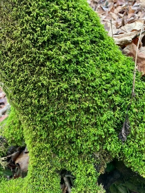 tree-skirt moss from Fort Mitchell, KY, USA on January 31, 2024 at 03: ...