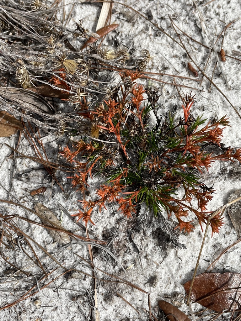 Rust Weed from Ox Bow Cir, Cocoa, FL, US on February 6, 2024 at 01:15 ...