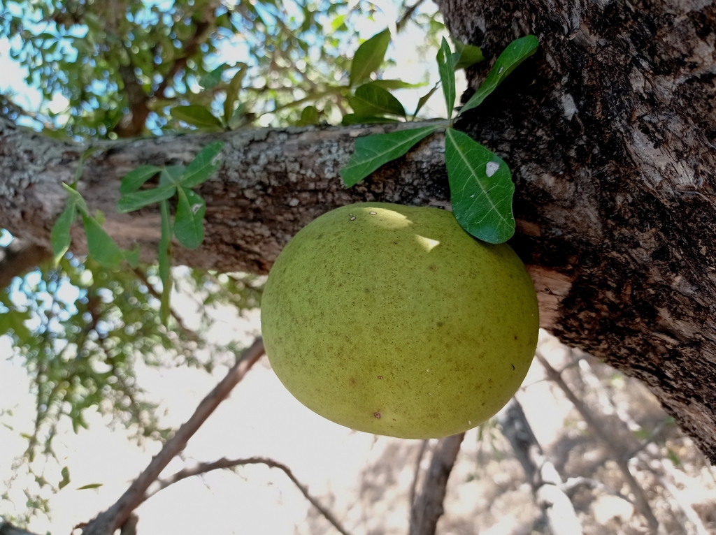 Winged Calabash from 82606 Sin., México on February 4, 2024 at 12:10 PM ...