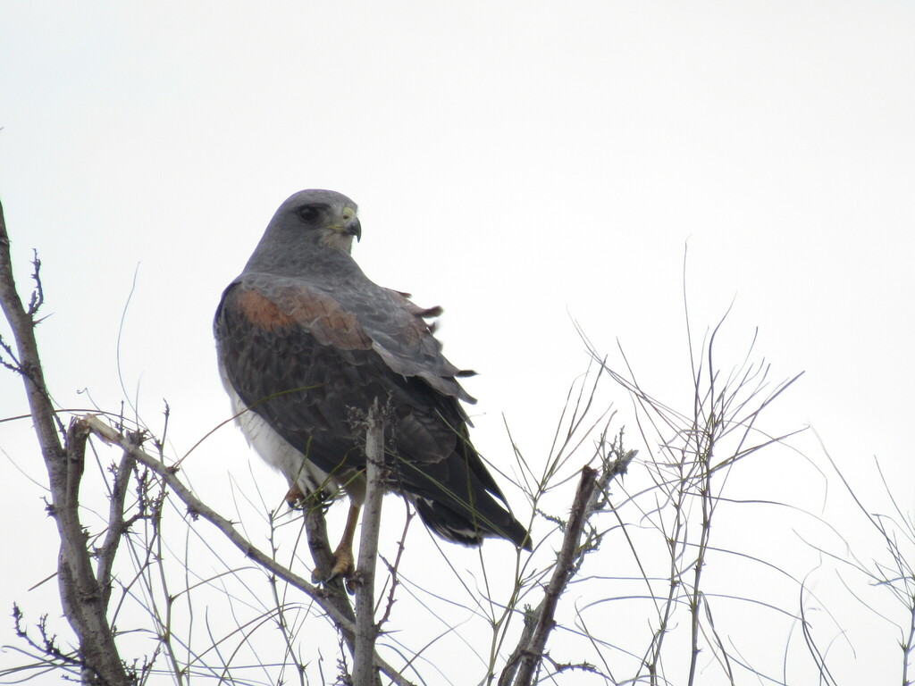 White-tailed Hawk from Miguel Alemán, Tamps., México on January 26 ...