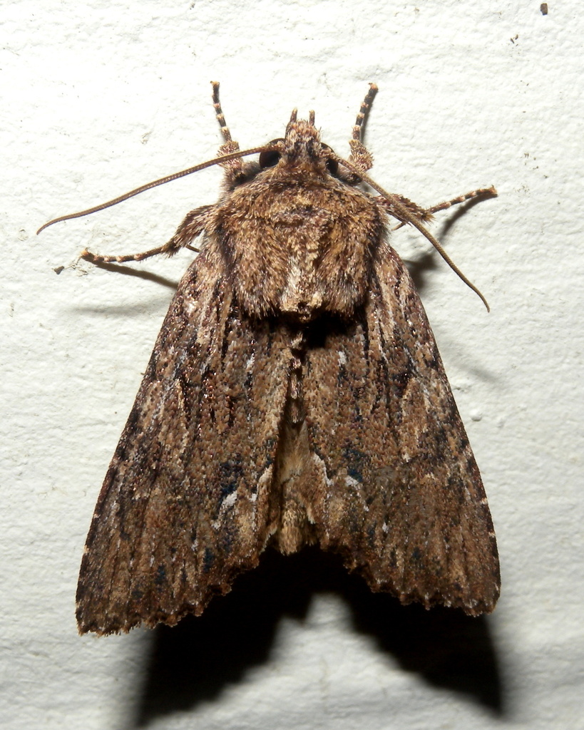 Confused Woodgrain Moth from Long Island, Southold, NY, US on April 25 ...