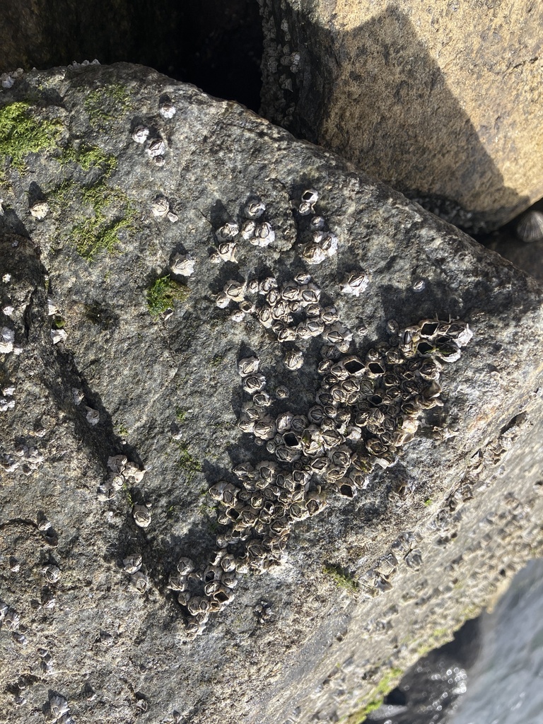 Beaked Barnacle from Sandy Bay, Sandy Bay, TAS, AU on February 7, 2024 ...