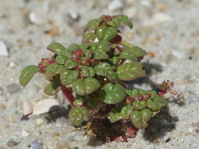 Seabeach Amaranth in September 2016 by stevewalternature · iNaturalist