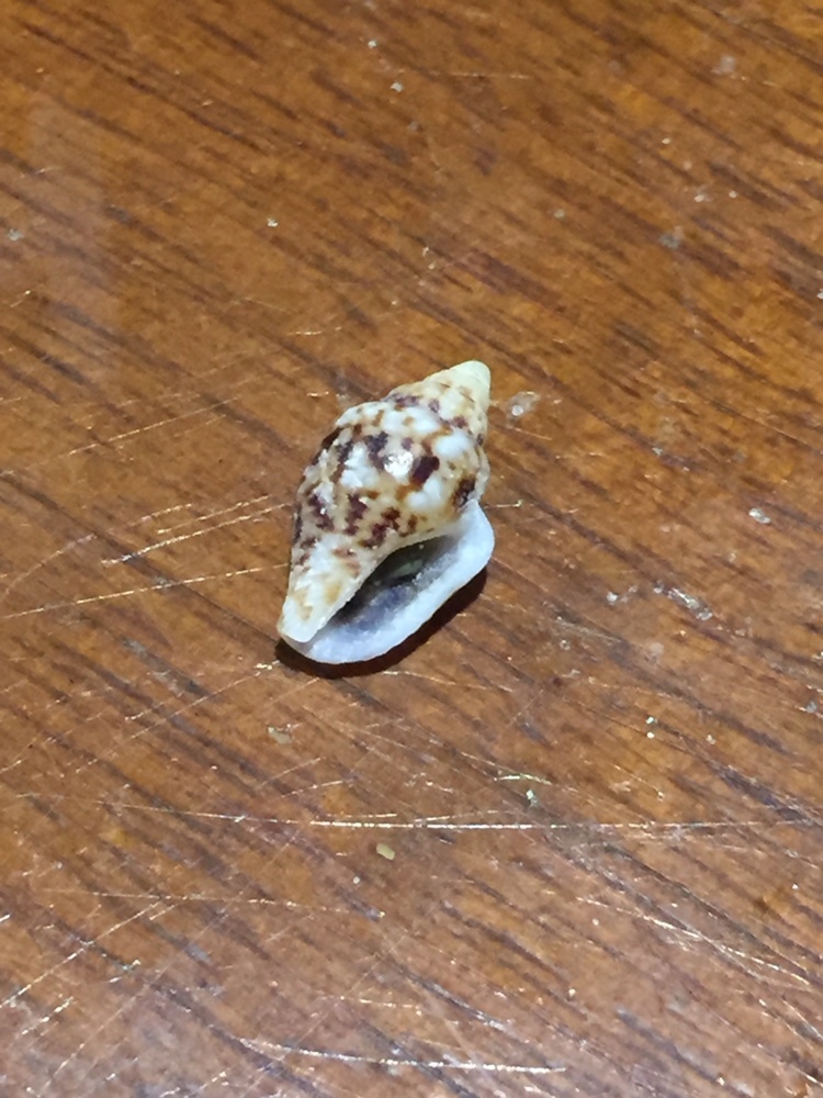 Dotted Dove Shell from Yuraygir National Park, Barcoongere, NSW, AU on ...