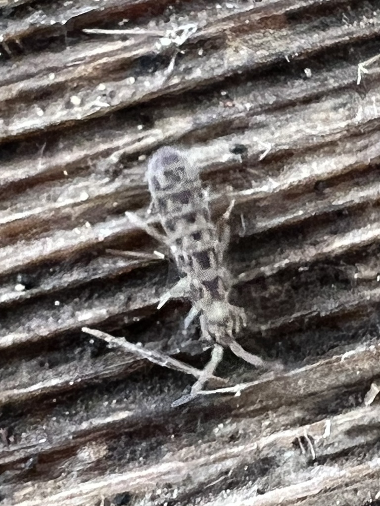 Isotoma delta from Barn Swallow Dr, Austin, TX, US on February 3, 2024 ...