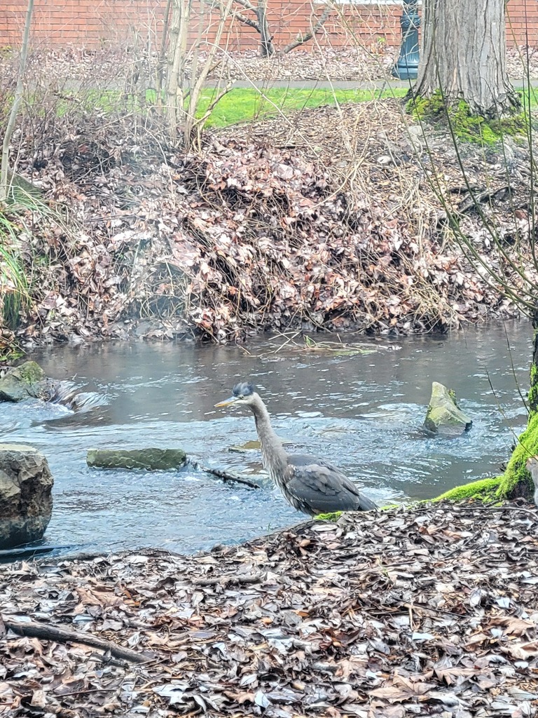 Great Blue Heron from Central Area, Salem, OR, USA on February 6, 2024 ...