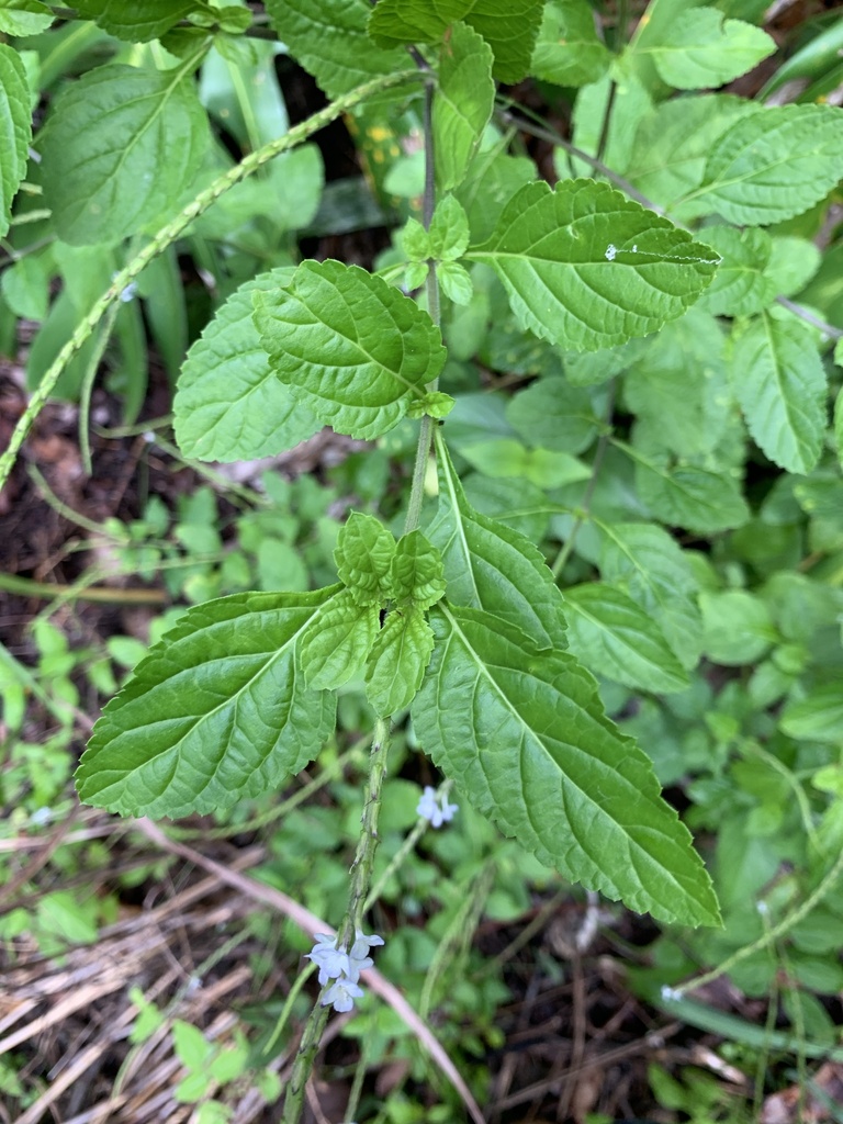 Porterweed from Mons Rd, Mons, QLD, AU on February 7, 2024 at 10:46 AM ...