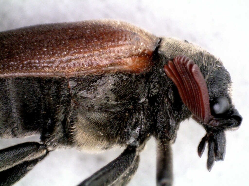 Cedar Beetle from University of Tennessee, Knoxville, TN, USA on ...