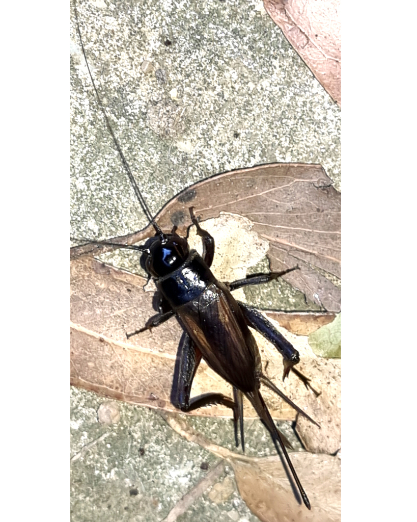 Australian Black Field Cricket from Gordon VIC 3345, Australia on ...