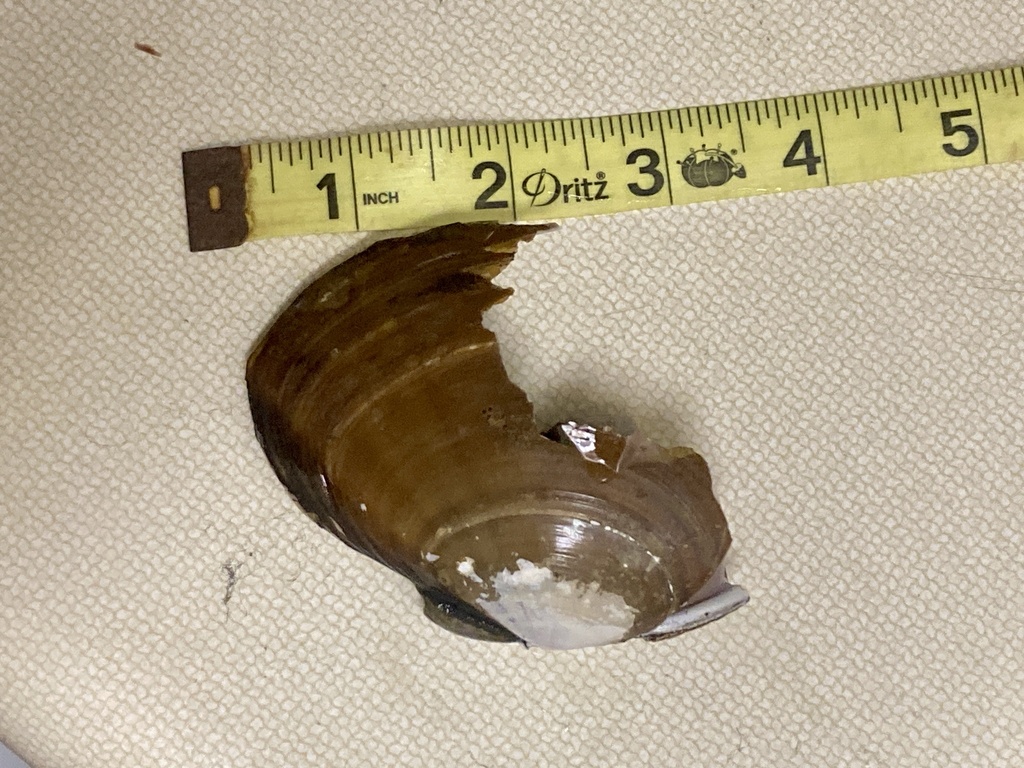 Purple Clam from Humboldt Bay, CA, US on February 6, 2024 at 06:13 PM ...