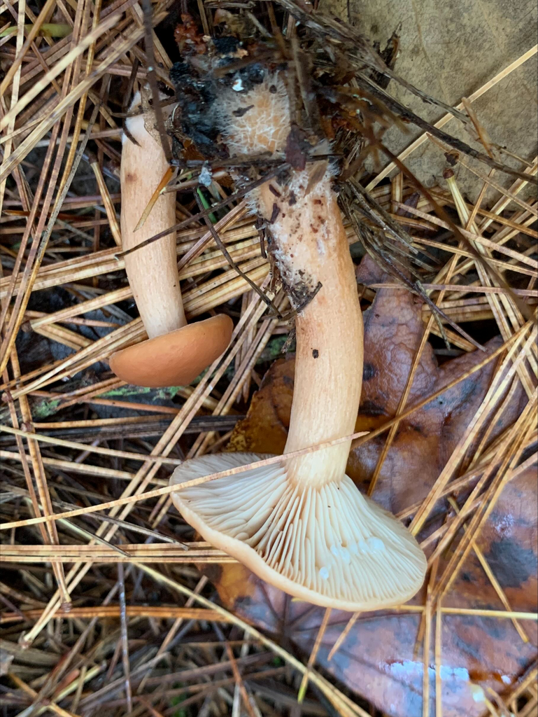 Birch Milkcap from Region of Queens Municipality, NS, Canada on October ...