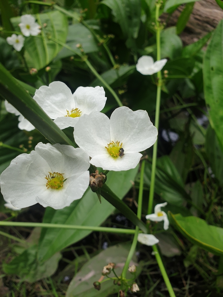 Creeping burhead from Victoria Point QLD 4165, Australia on February 7 ...