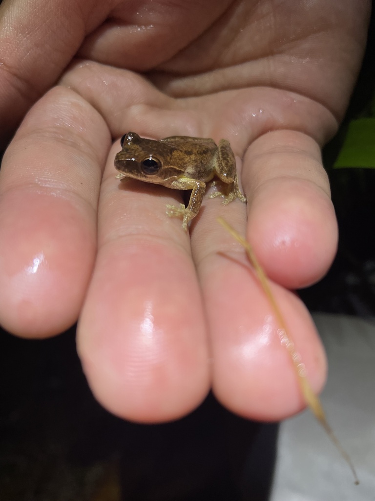 Whirring Tree Frog from Myall Lakes National Park, Bungwahl, NSW, AU on ...