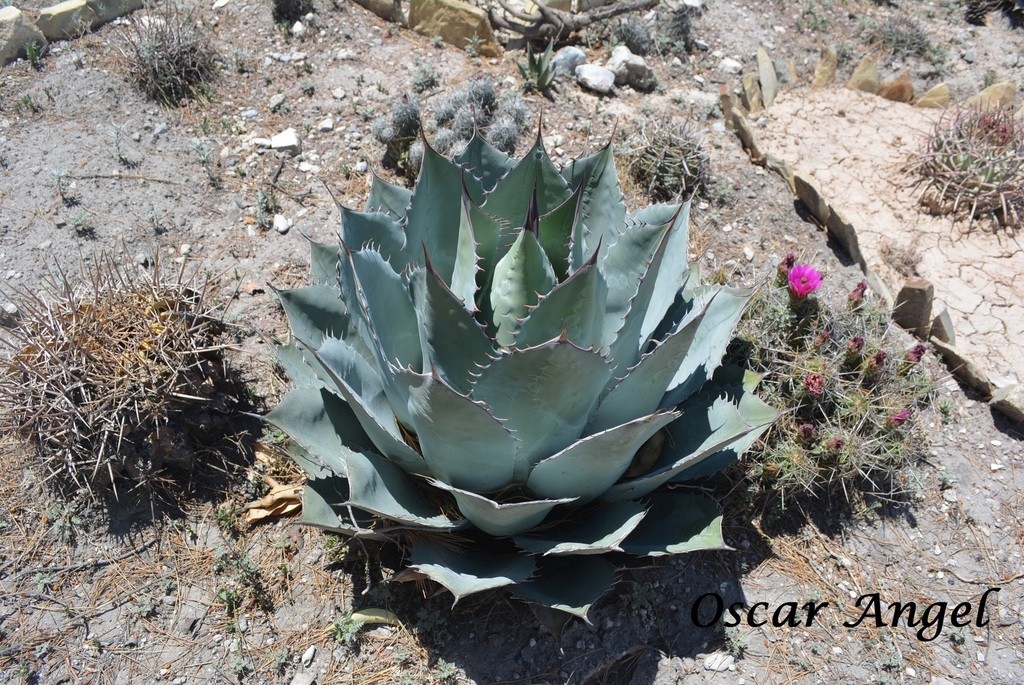 Agave parrasana from Parras, Coahuila on April 10, 2016 by Oscar Angel ...