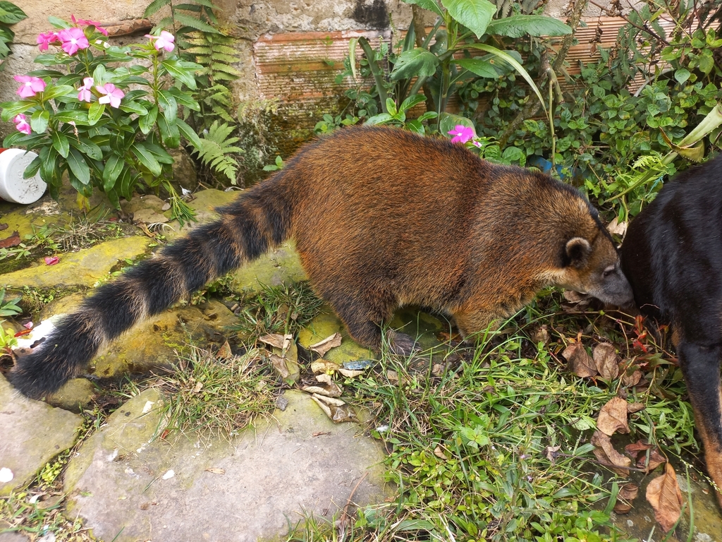 Mountain Coati in February 2024 by Yeniffer Nataly Pinzon Fontecha ...