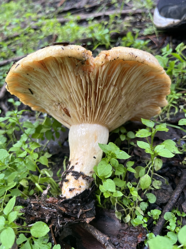 golden milkcap from UC Berkeley, Berkeley, CA, US on January 31, 2024 ...