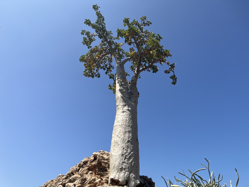 Socotra Cucumber Tree in January 2024 by James Bailey · iNaturalist