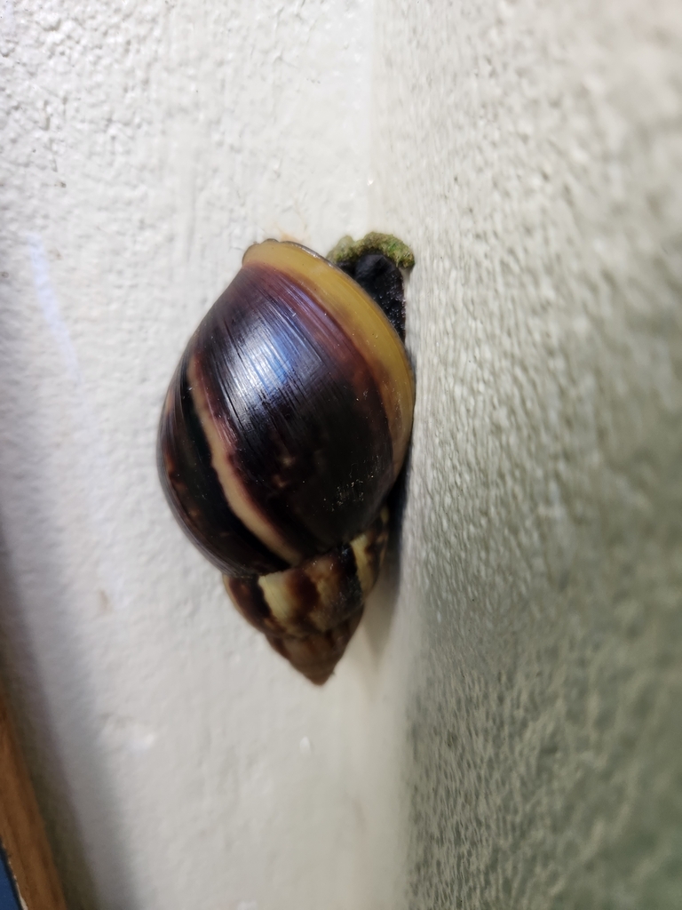 African Giant Snail from Papauta, Apia, Samoa on February 7, 2024 at 05 ...