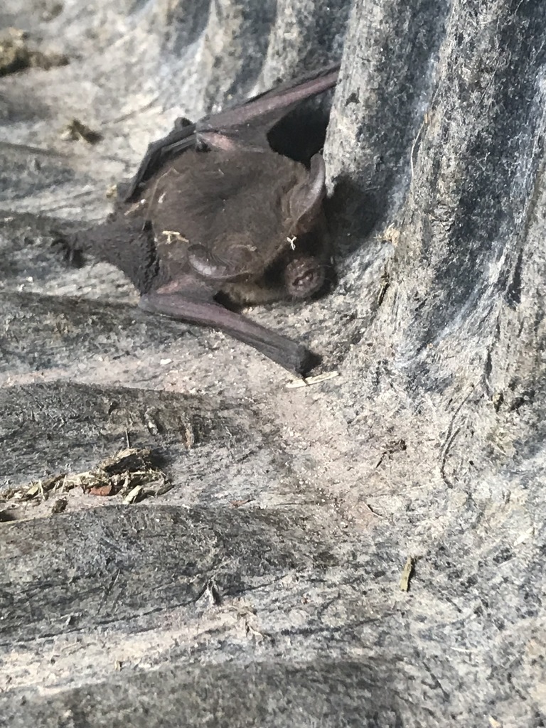 Australian Long-eared Bats from Galston NSW 2159, Australia on April 14 ...