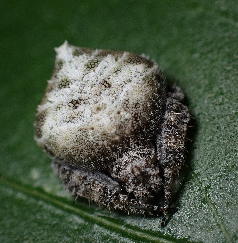 Laglaise's Garden Spider from Chiang Mai on February 7, 2024 at 11:53 ...