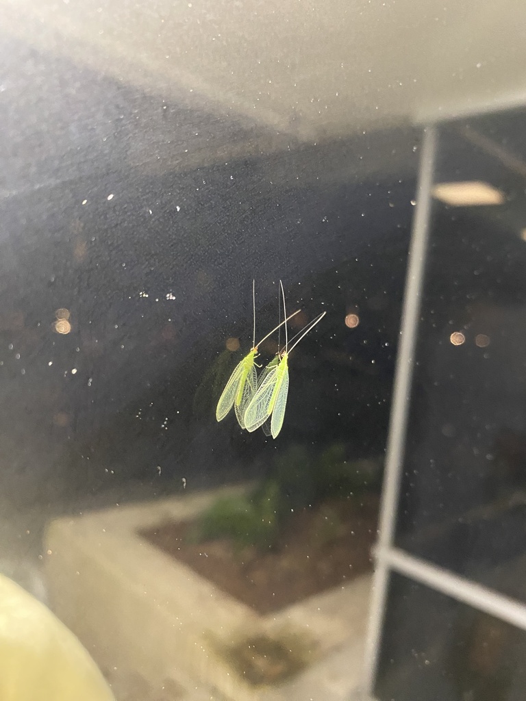 Common Green Lacewings from Eckerd College, Saint Petersburg, FL, US on ...