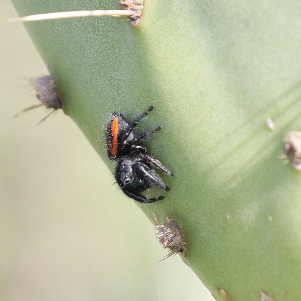 Johnson's Jumping Spider from Point Loma Heights, San Diego, CA, USA on ...