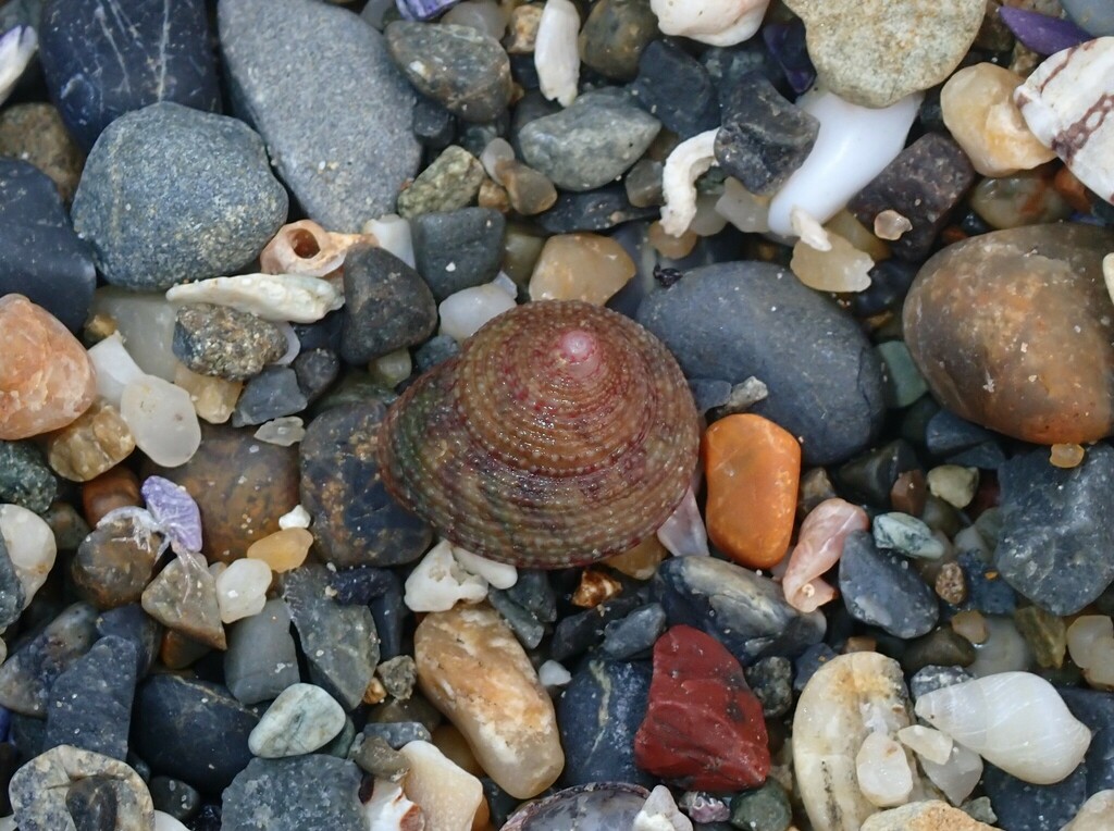 Clanculus clangulus from Sandy Beach NSW 2456, Australia on February 7 ...