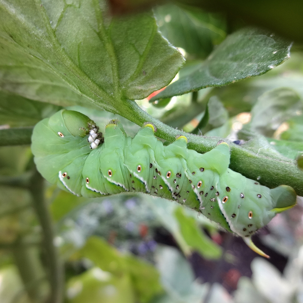 Carolina Sphinx in August 2015 by Lauren kovanko. On tomato plant ...