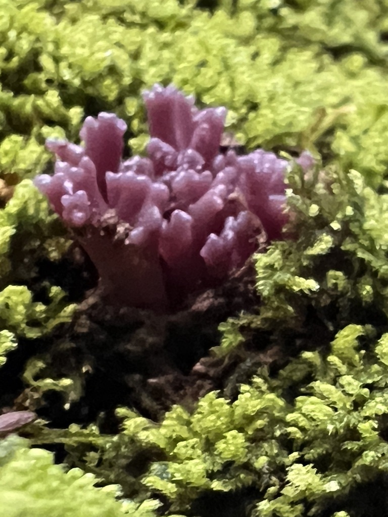 violet coral fungus from Santa Cruz County, CA, USA on February 6, 2024 ...