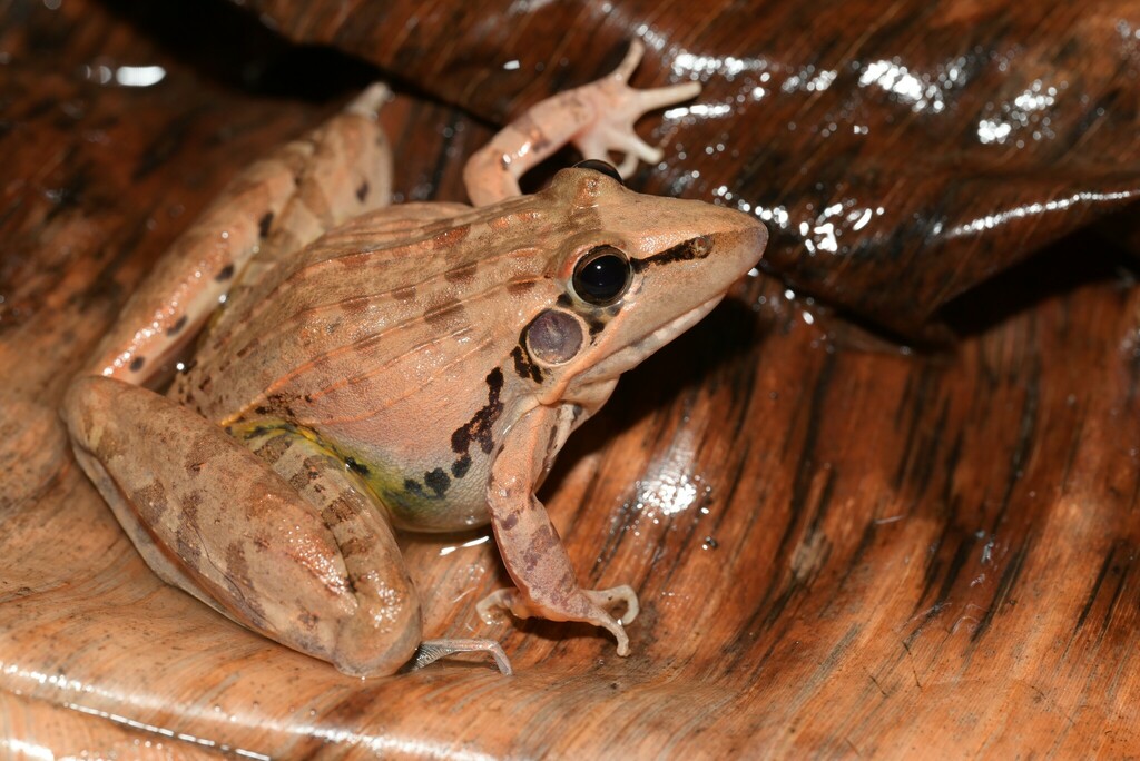Sharp-nosed ridged frog from Suma region, Tanzania on November 16, 2023 ...