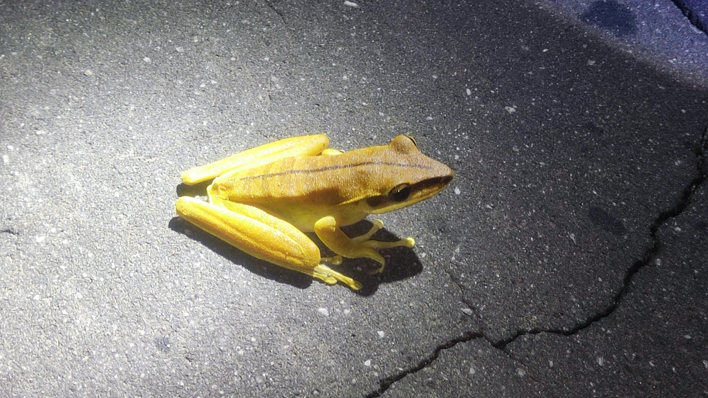 Basin Tree Frog in February 2024 by Wildlife Tours Peru, Christoph ...