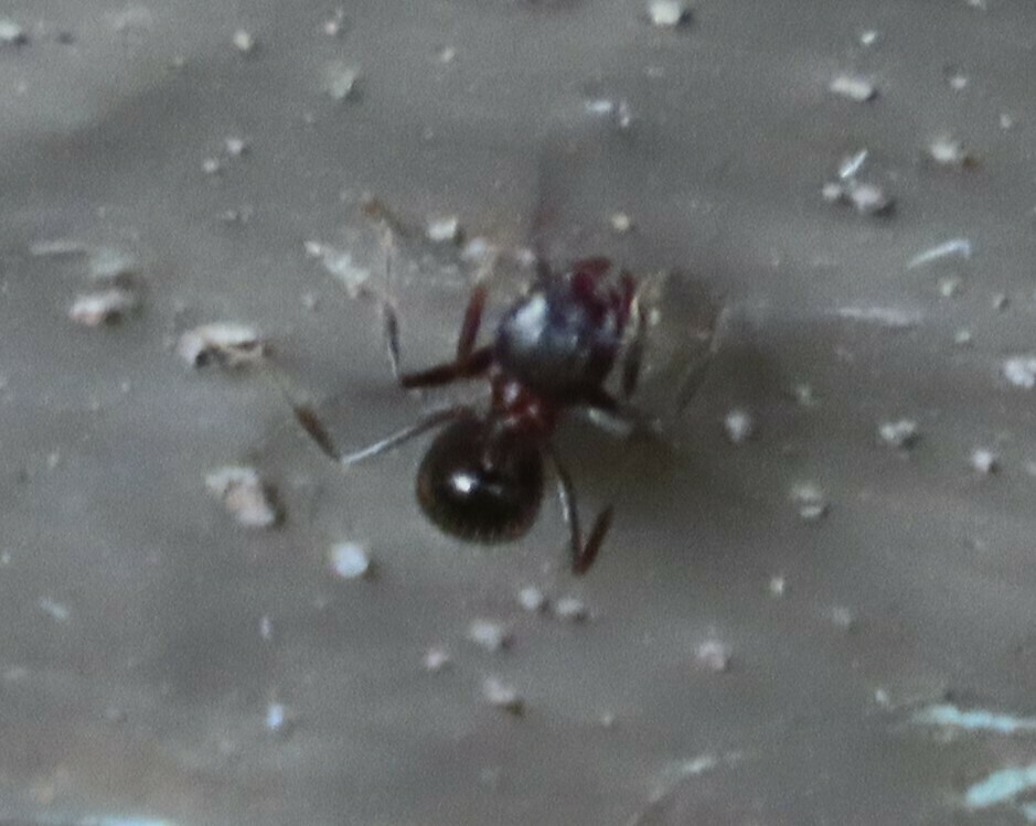 Notoncus ectatommoides from Coomba Park NSW 2428, Australia on February ...