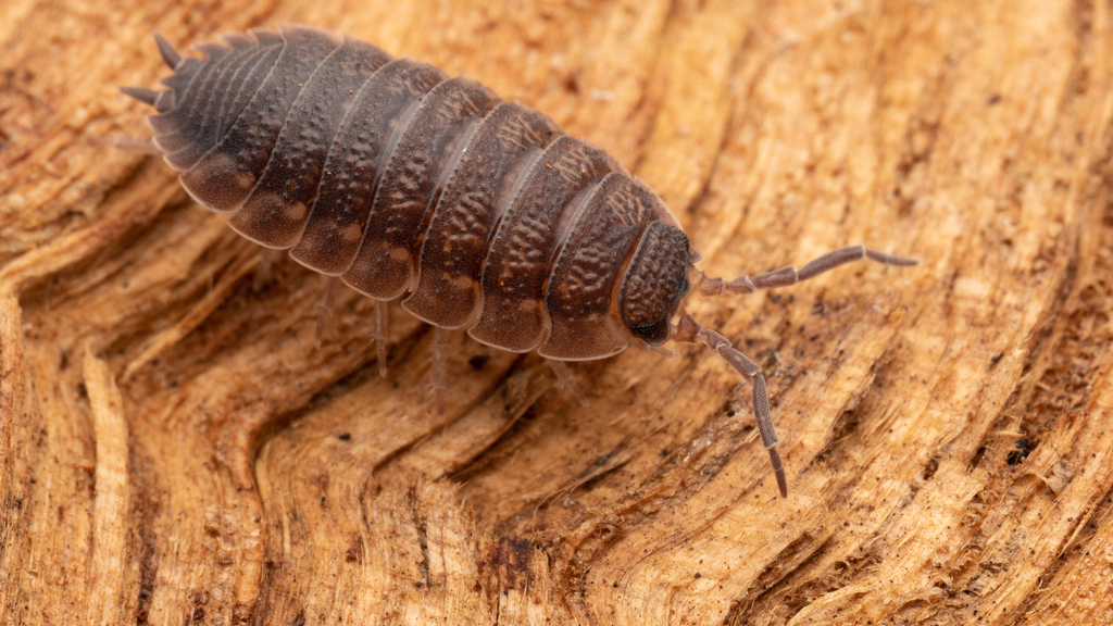 Common Rough Woodlouse from Richmond Park, Richmond, UK on June 20 ...