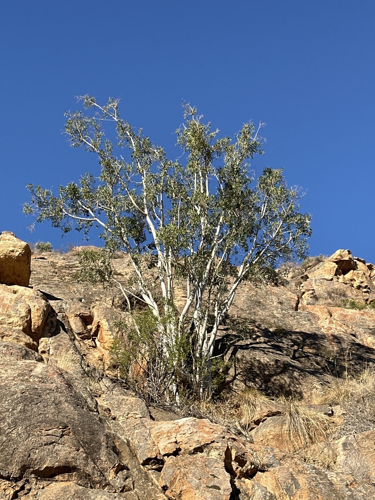 Namaqua Fig from Namaqua National Park, ZA-NC-NA, ZA-NC, ZA on February ...