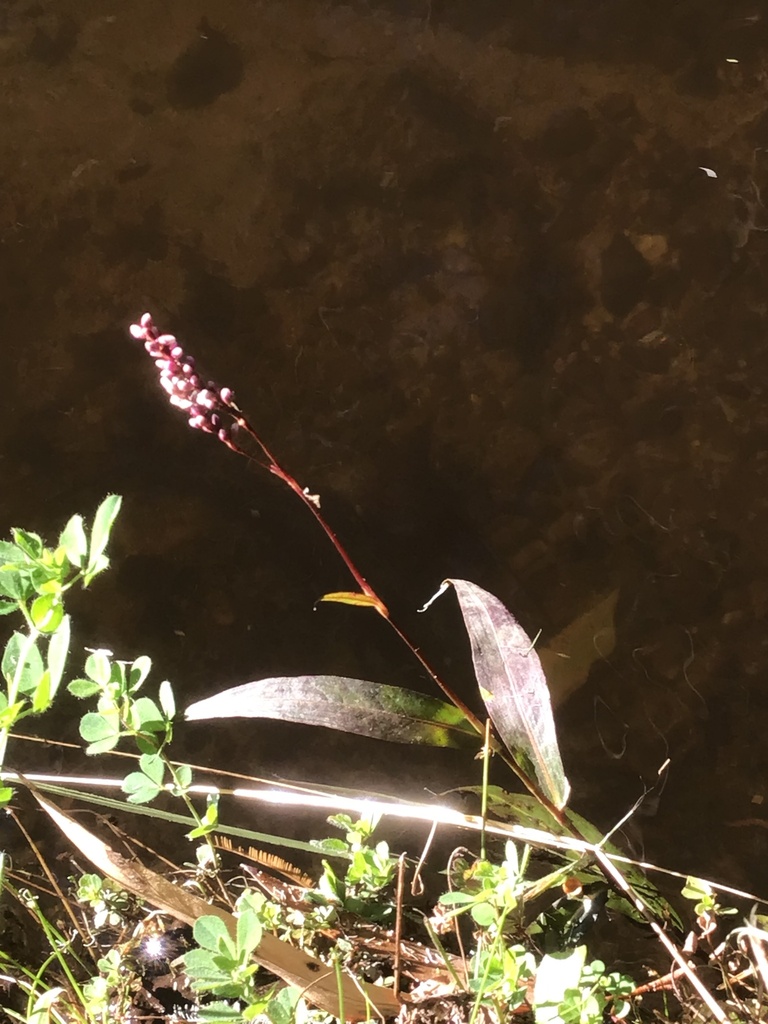 slender knotweed from Yarra Ranges National Park, Healesville, VIC, AU ...