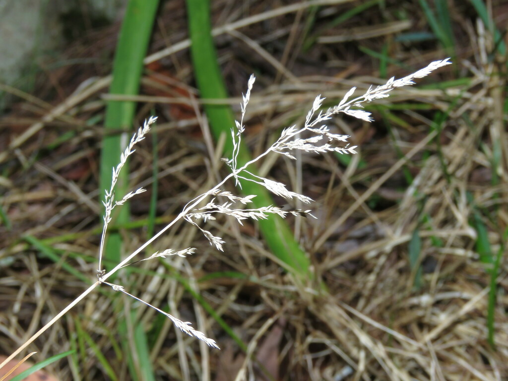 Poa affinis in February 2024 by Josh Magro · iNaturalist