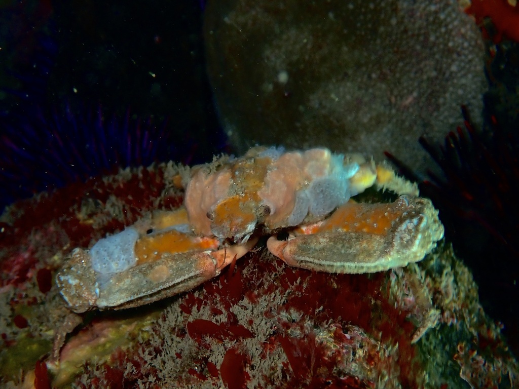 Sharpnose Crab from Juan de Fuca Strait, Capital, BC, CA on February 6 ...
