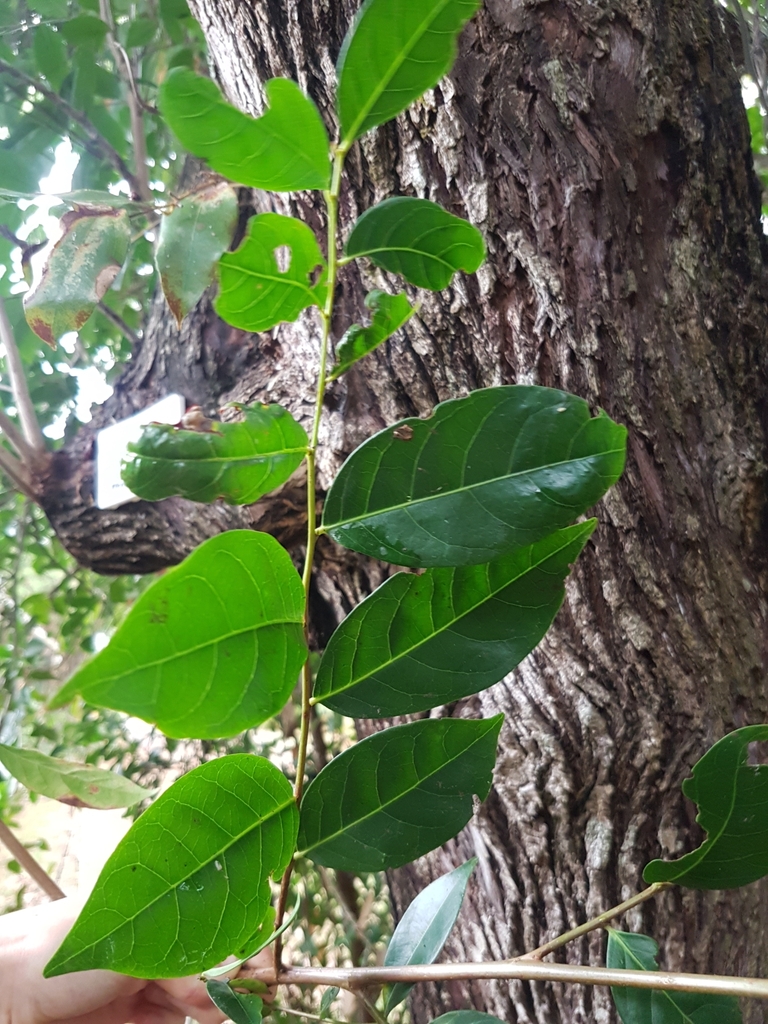 Cheese Tree from Bungwahl NSW 2423, Australia on February 7, 2024 at 10 ...