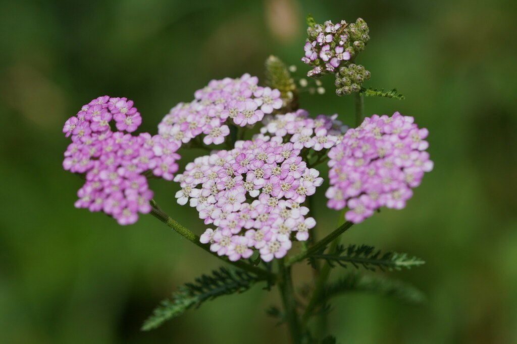 common yarrow from Melbourne VIC, Australia on January 26, 2024 at 03: ...