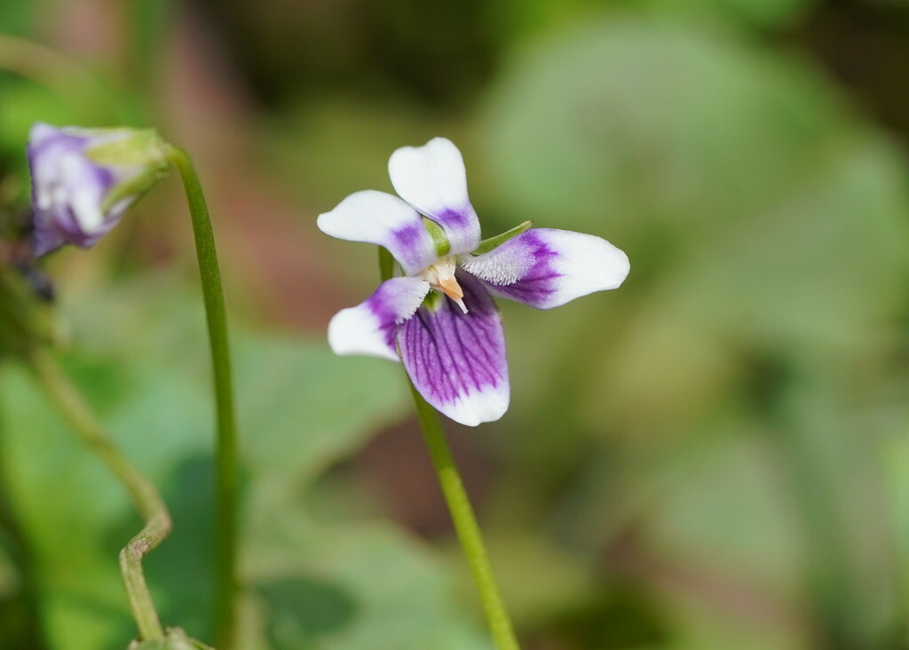 Ivy Leaved Violet from Melbourne VIC, Australia on January 26, 2024 at ...
