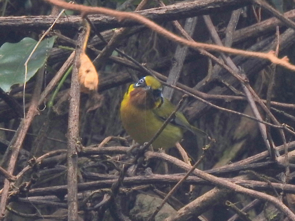 Black-eared Shrike-Babbler from Kolakham, Kolbong Forest, West Bengal ...