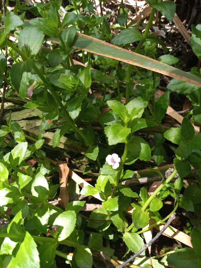 Austral Brooklime from Cardinia - North, AU-VI, AU on February 7, 2024 ...