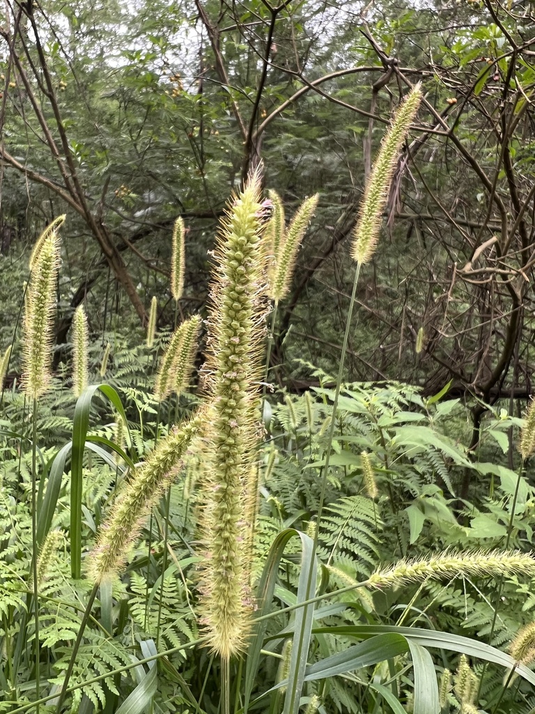 yellow foxtail from South Brooman State Forest, Mogood, NSW, AU on ...