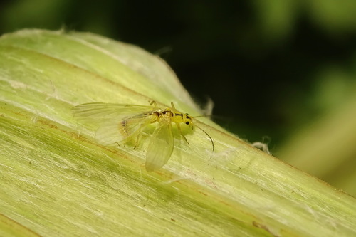 Sweltsa insularis · NaturaLista Colombia