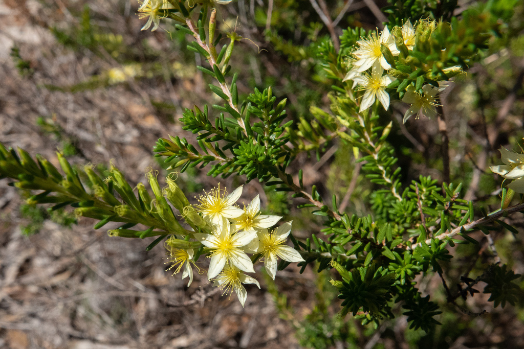 Summer Starflower from Boonanarring WA 6503, Australia on October 16 ...